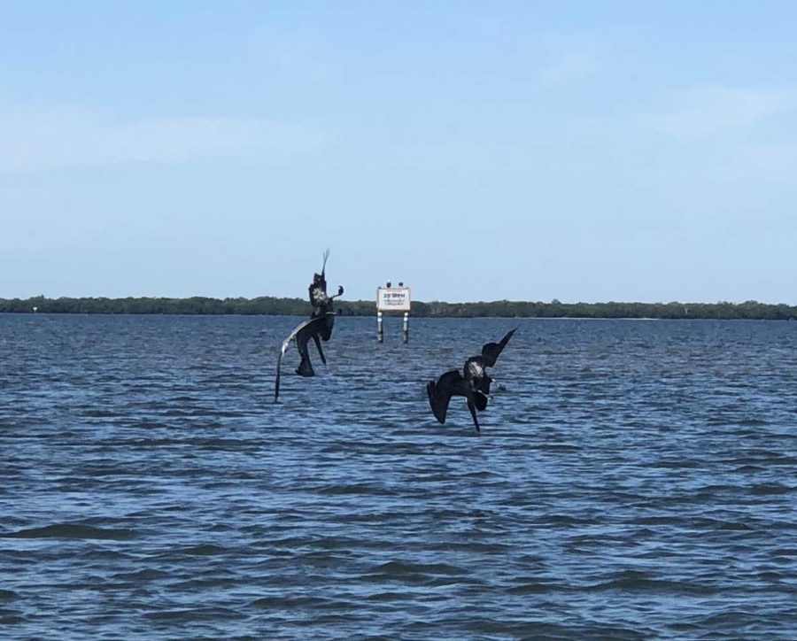 Fishing Turtle Bay March 2020 | Tropical Boating